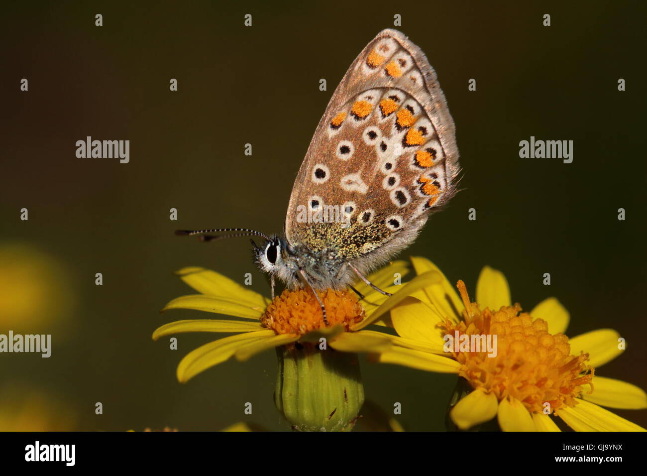 Female Common Blue Butterfly Stock Photo - Alamy