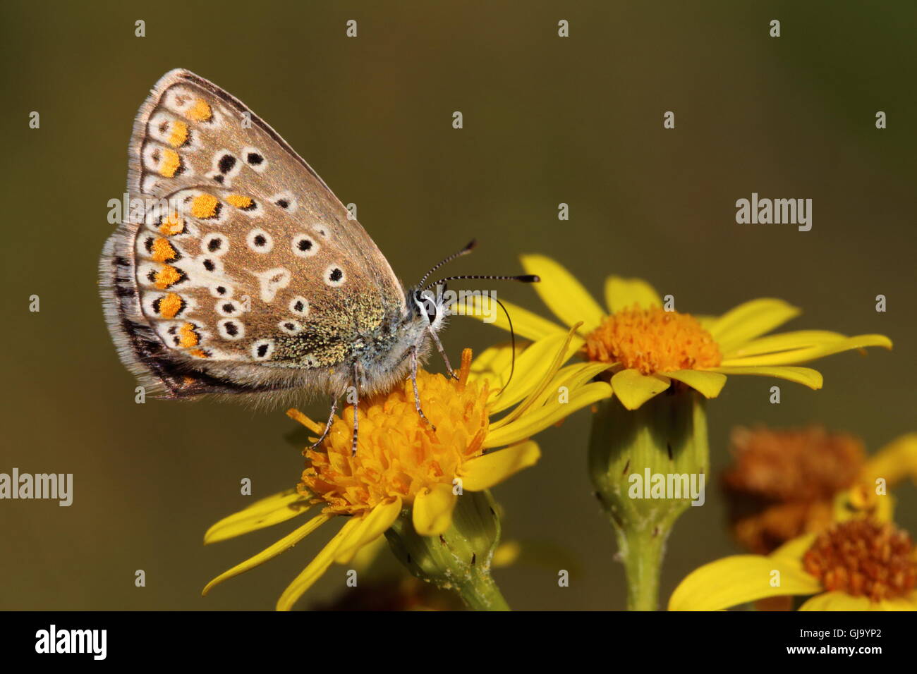 Female Common Blue Butterfly Stock Photo - Alamy
