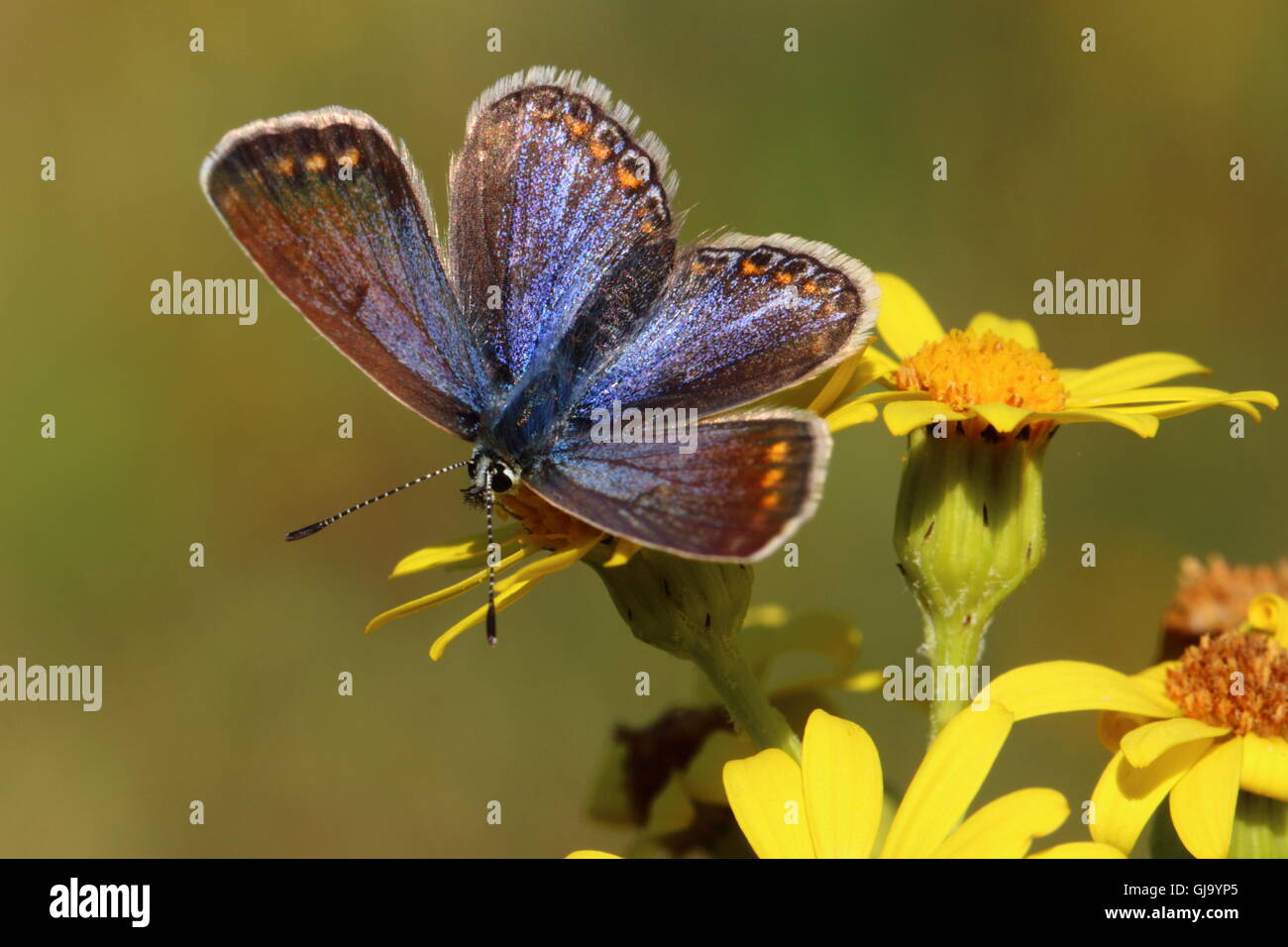 Female Common Blue Butterfly Stock Photo - Alamy