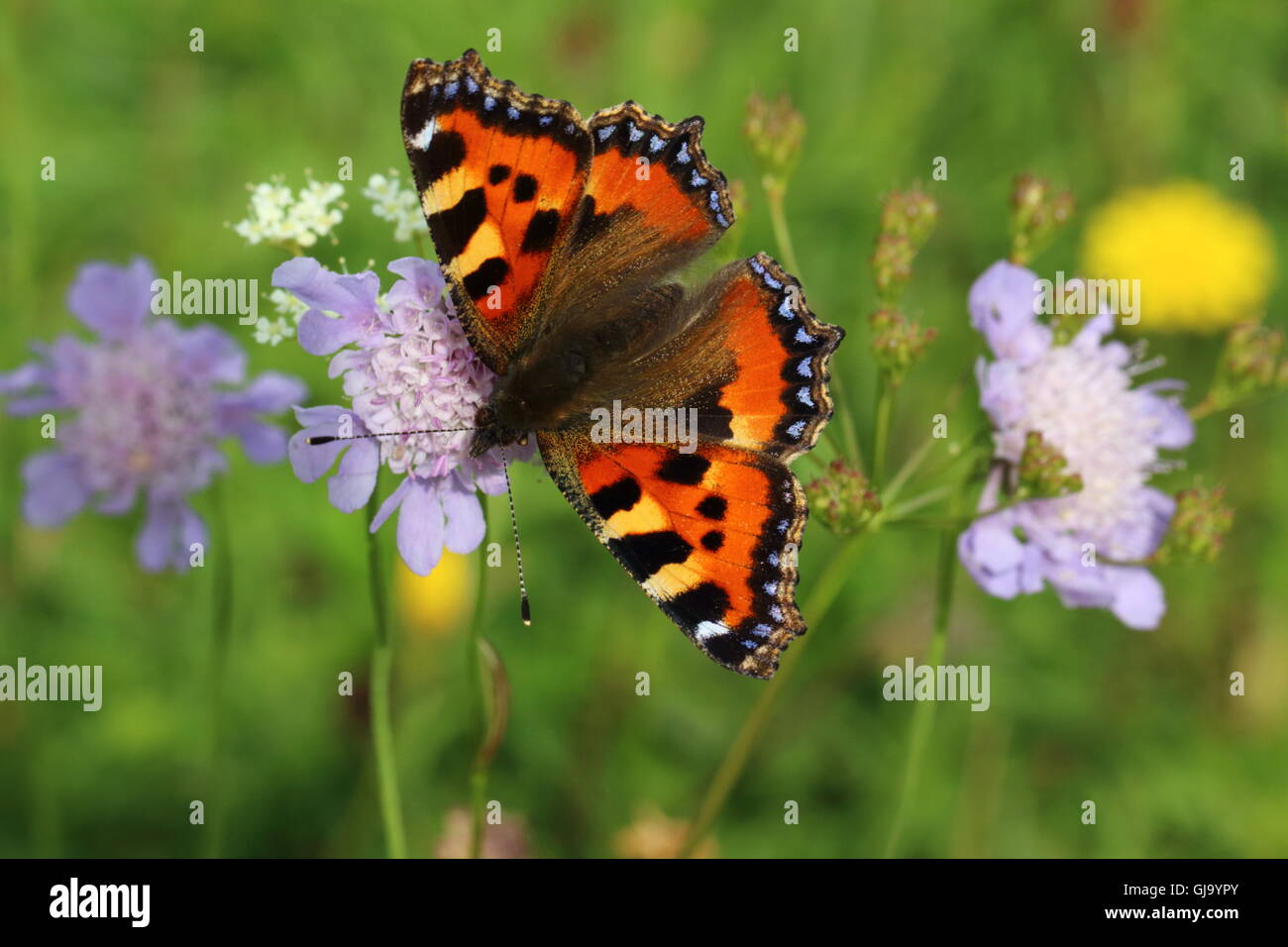 Small Tortoiseshell Butterfly Stock Photo - Alamy