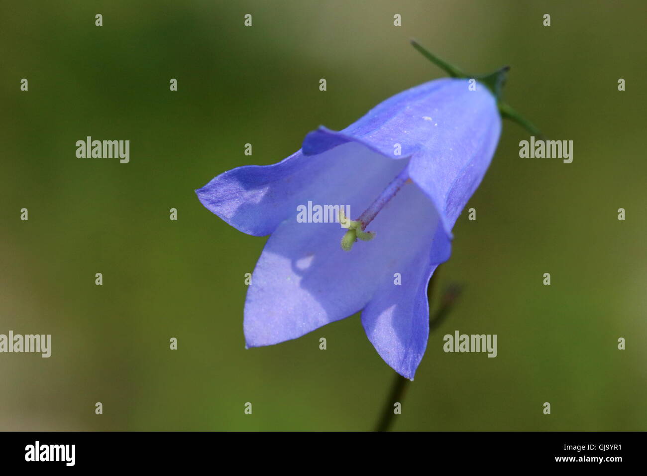 Harebell flower hi-res stock photography and images - Alamy