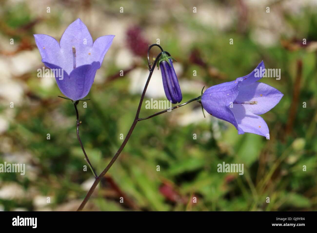 Harebell plant hi-res stock photography and images - Alamy