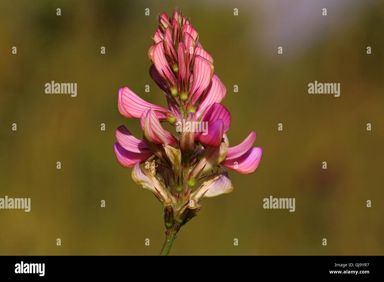 Plant sainfoin hi-res stock photography and images - Alamy