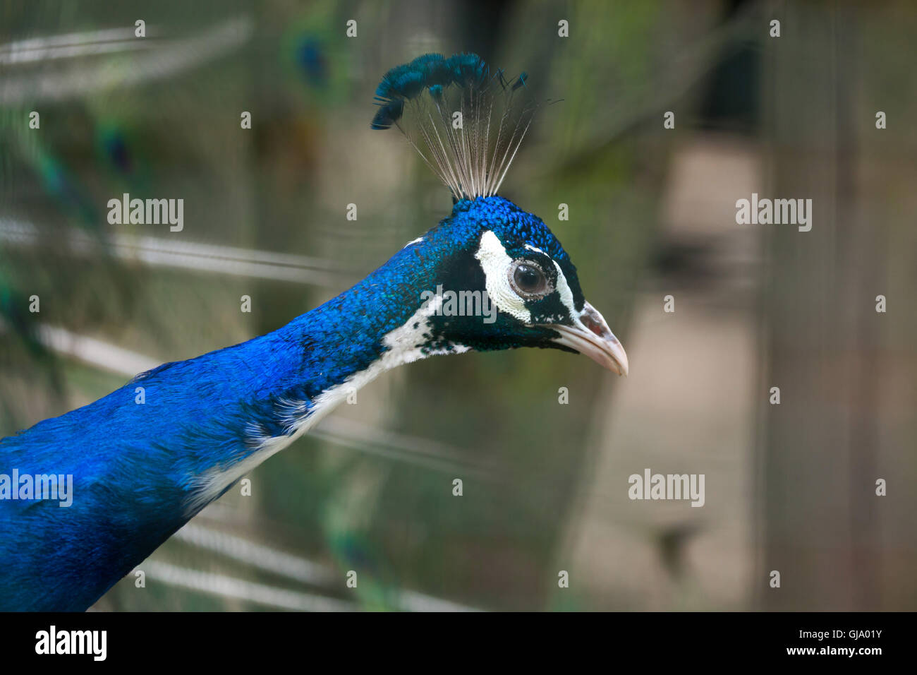 Indian peafowl (Pavo cristatus), also known as the blue peafowl Stock ...