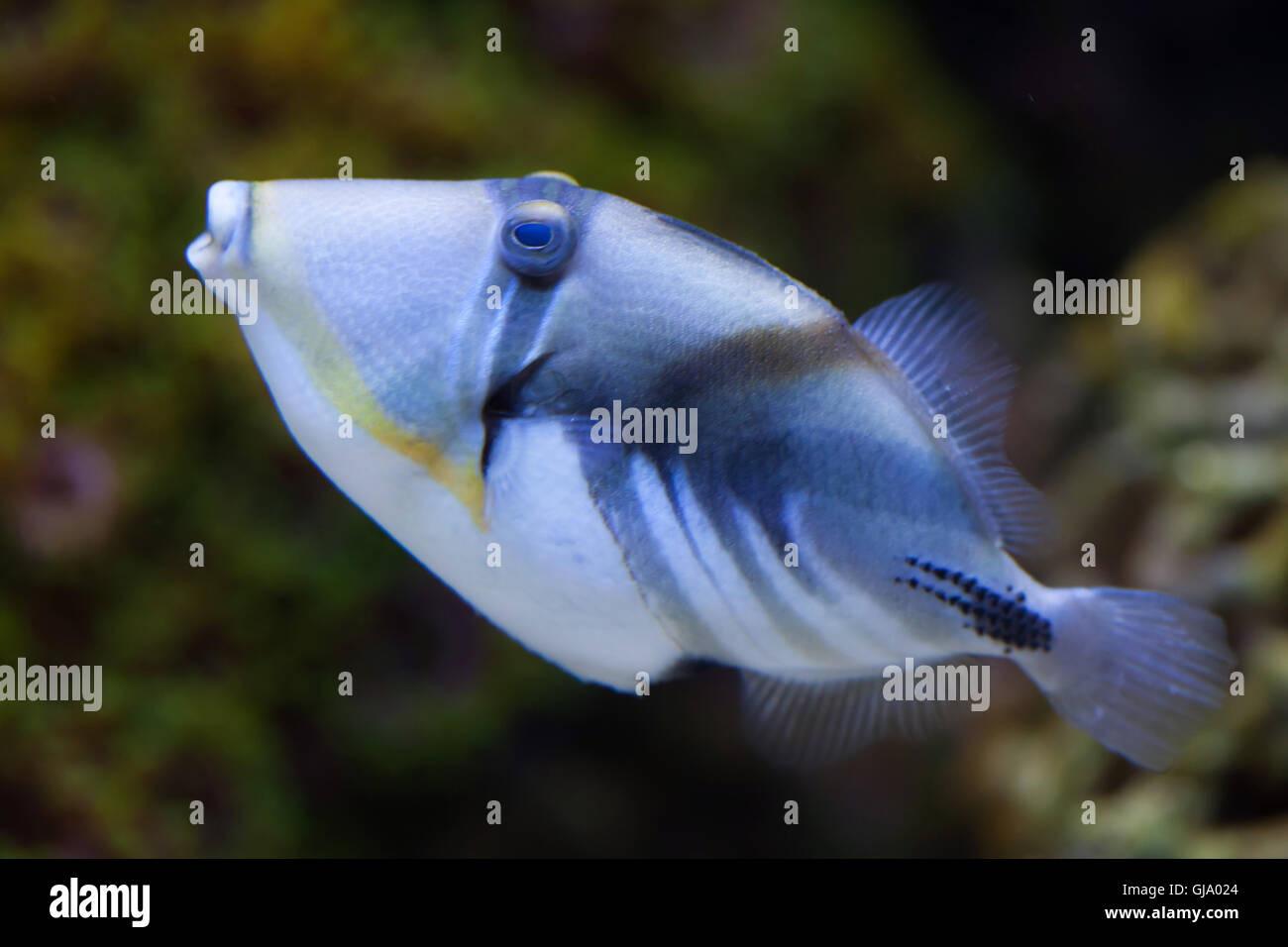 Lagoon triggerfish (Rhinecanthus aculeatus), also known as the Picasso ...