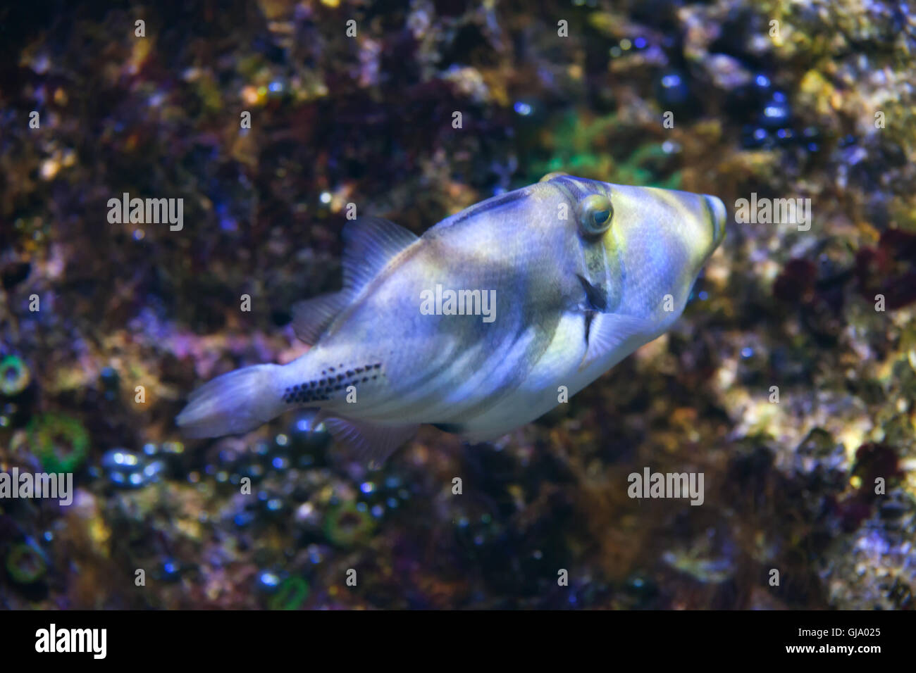 Lagoon triggerfish (Rhinecanthus aculeatus), also known as the Picasso ...