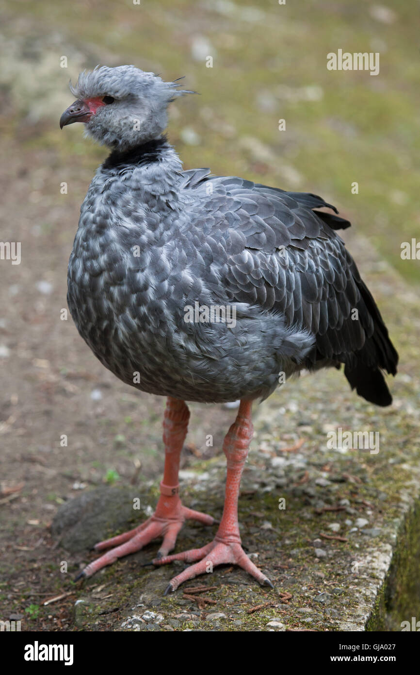 Southern screamer (Chauna torquata), also known as the crested screamer ...