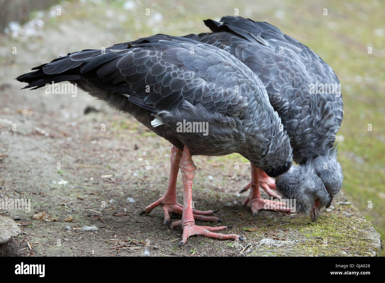 Southern screamer (Chauna torquata), also known as the crested screamer ...