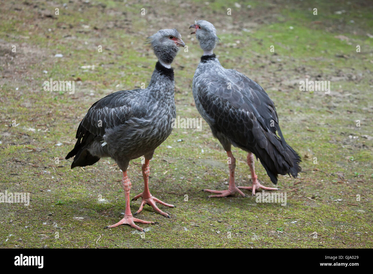 Southern screamer (Chauna torquata), also known as the crested screamer ...