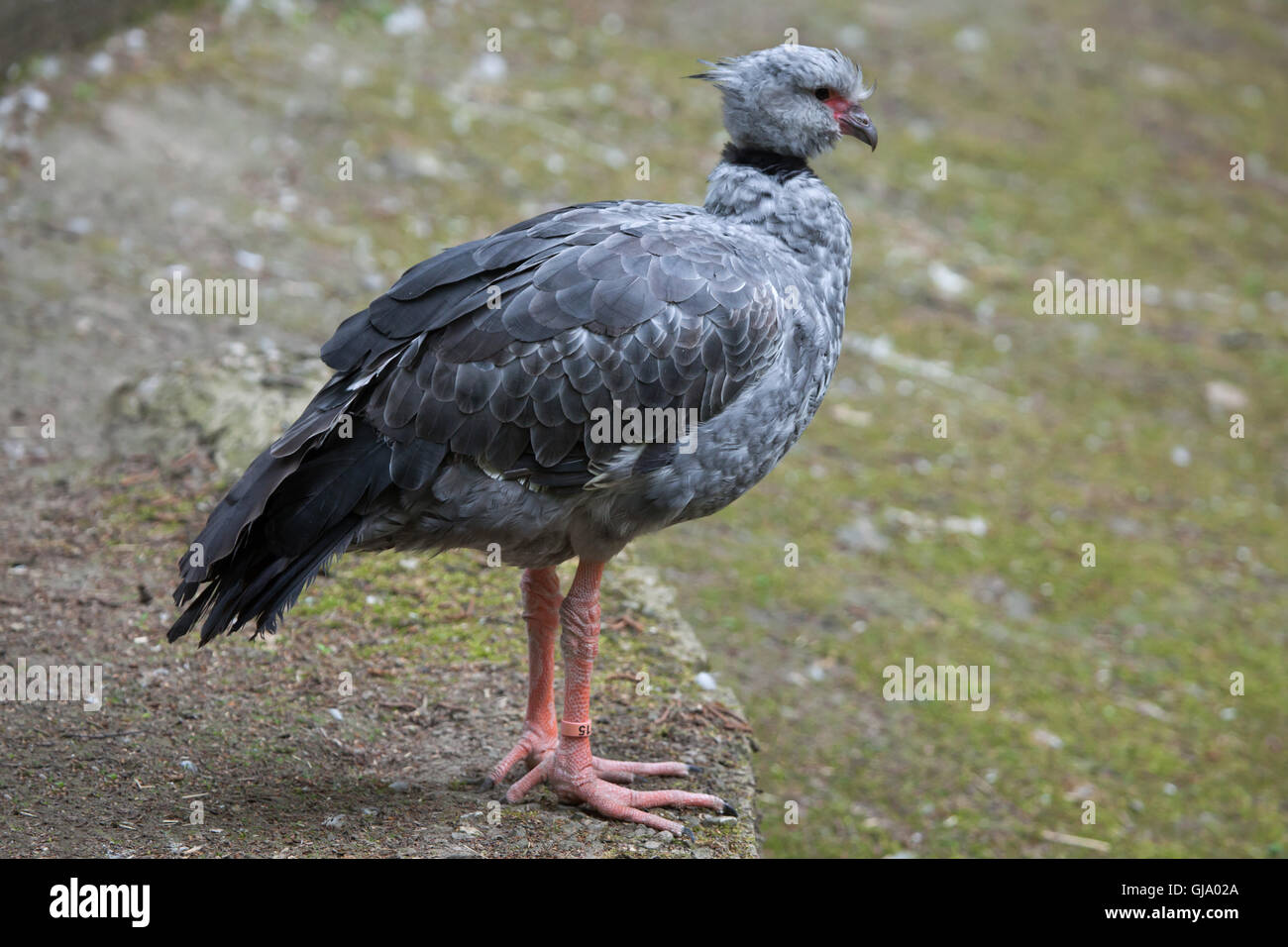 Southern screamer (Chauna torquata), also known as the crested screamer ...