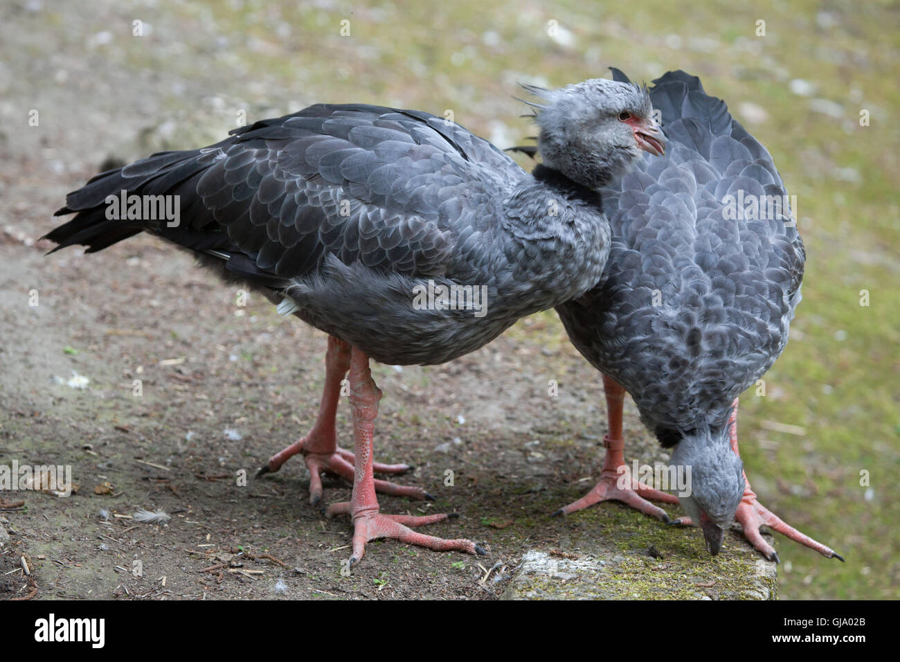 Southern screamer (Chauna torquata), also known as the crested screamer ...