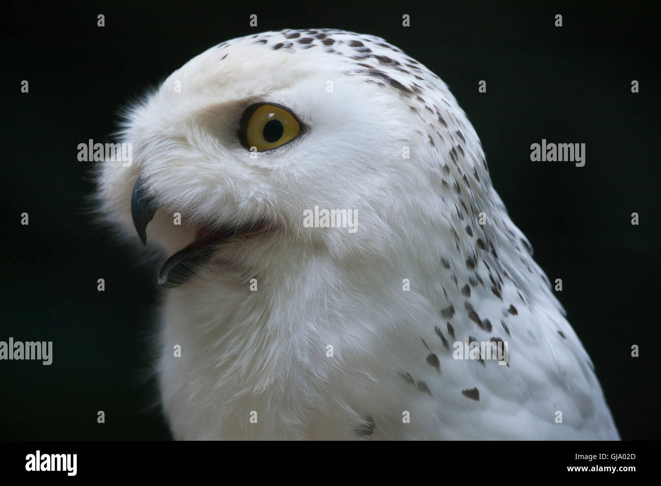 Strix Nyctea High Resolution Stock Photography and Images - Alamy
