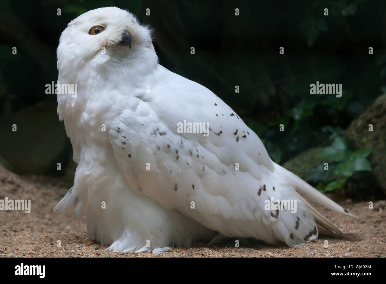 Strix scandiaca hi-res stock photography and images - Alamy