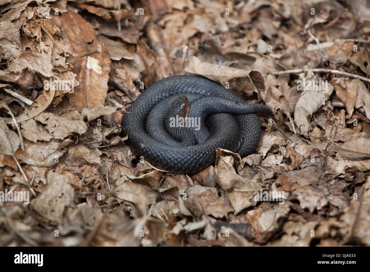 Melanistic animal hi-res stock photography and images - Alamy