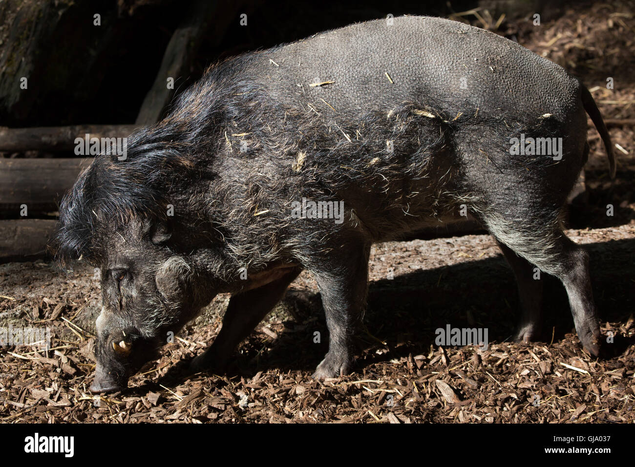 Philippine warty pig hi-res stock photography and images - Alamy