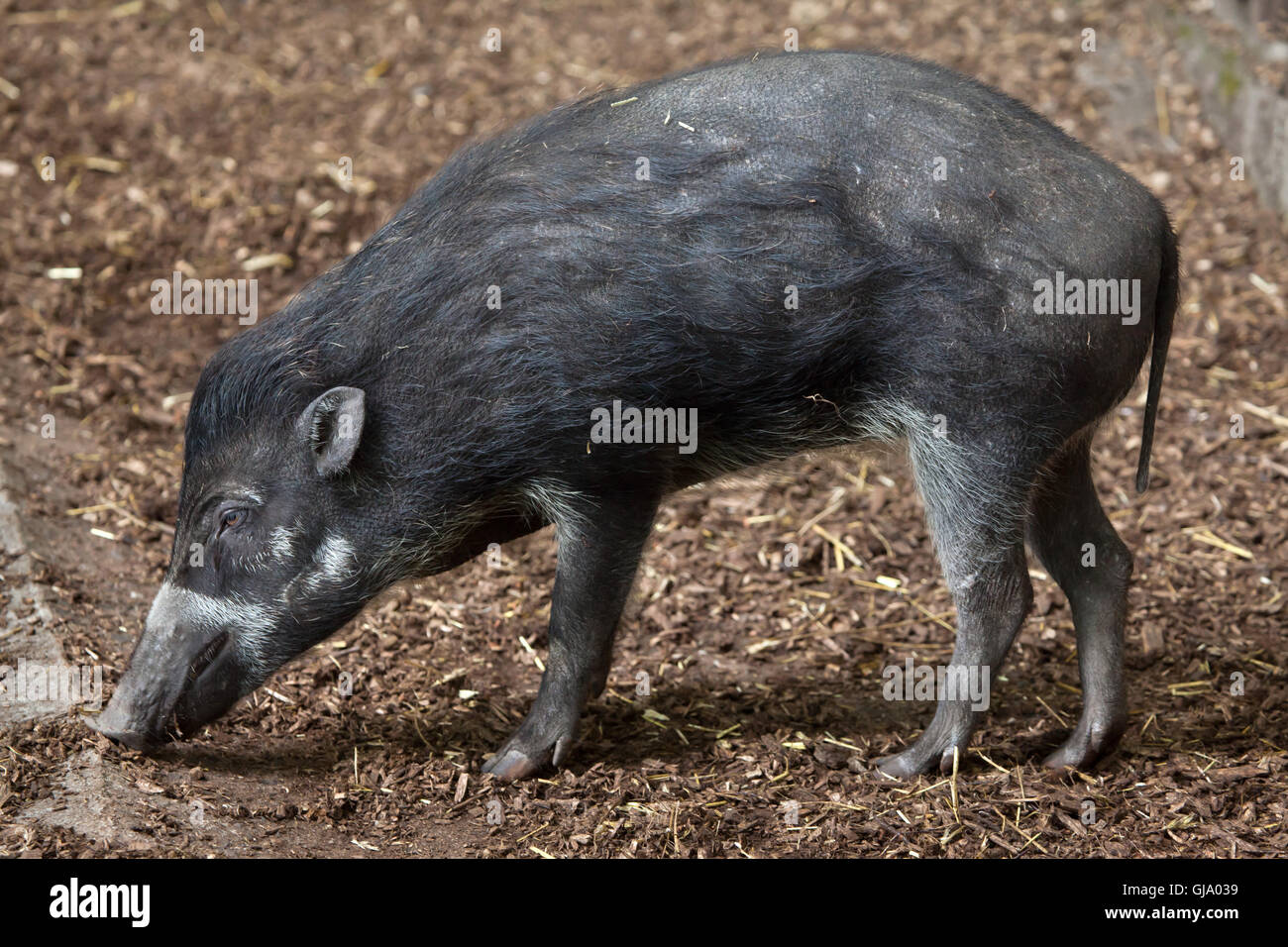 Northern visayas hi-res stock photography and images - Alamy