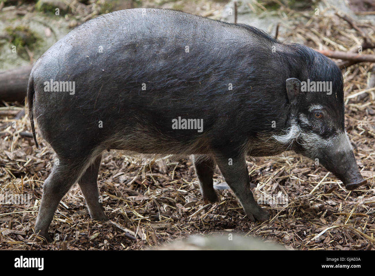 Visayan warty pig (Sus cebifrons) at Decin Zoo in North Bohemia, Czech ...