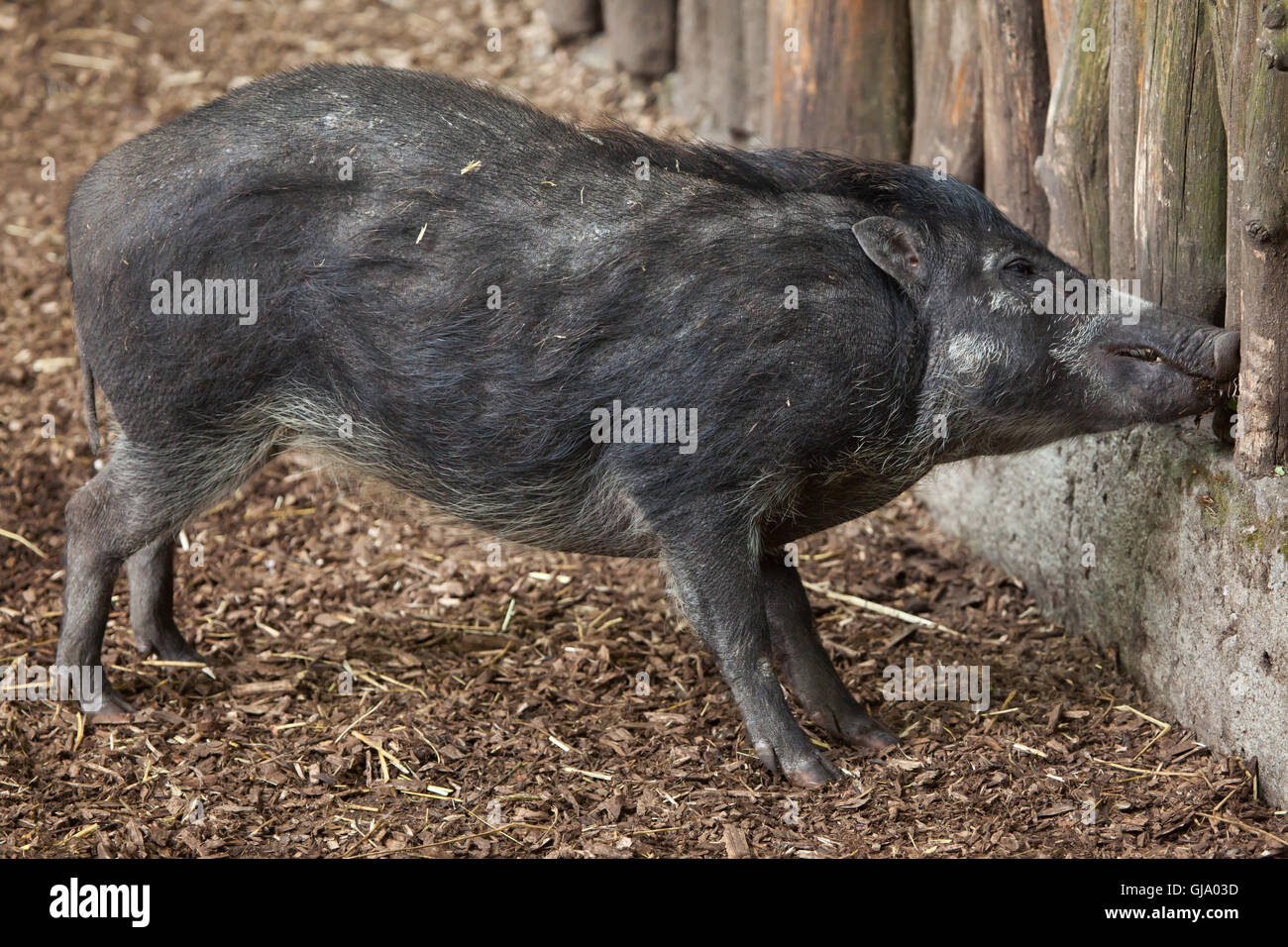 Visayan warty pig (Sus cebifrons) at Decin Zoo in North Bohemia, Czech ...