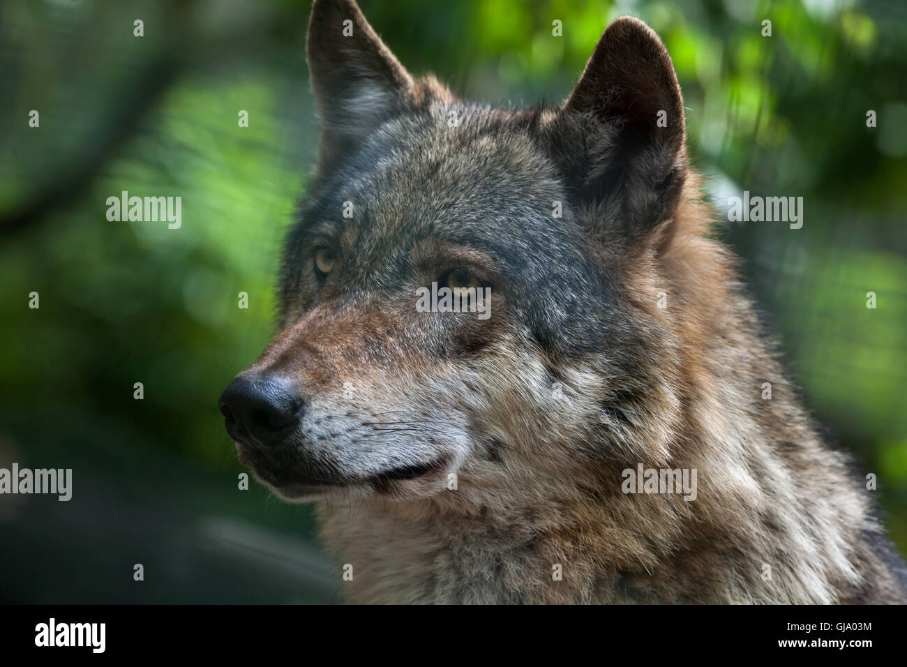 Asian wolf hi-res stock photography and images - Alamy
