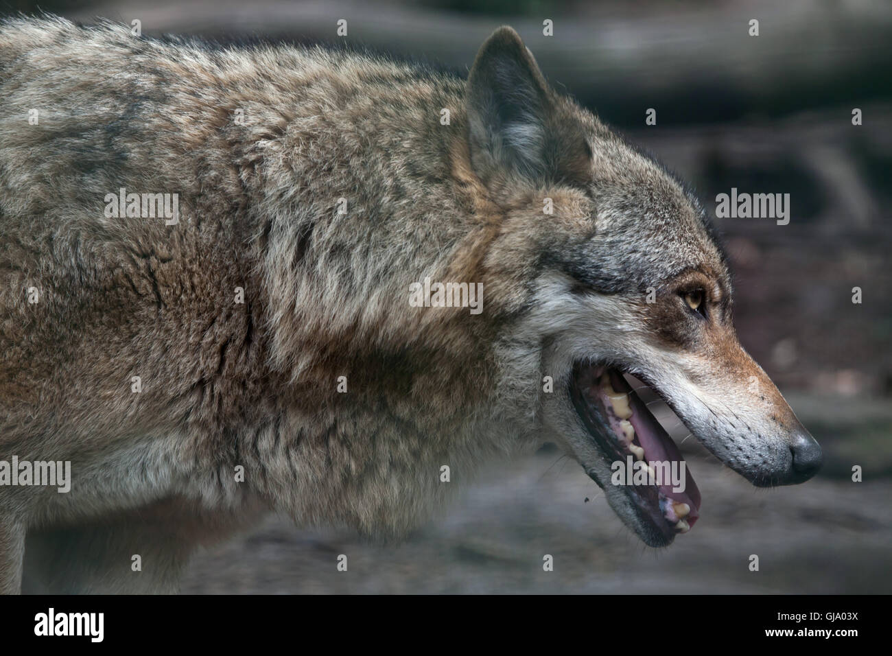 Asian wolf hi-res stock photography and images - Alamy