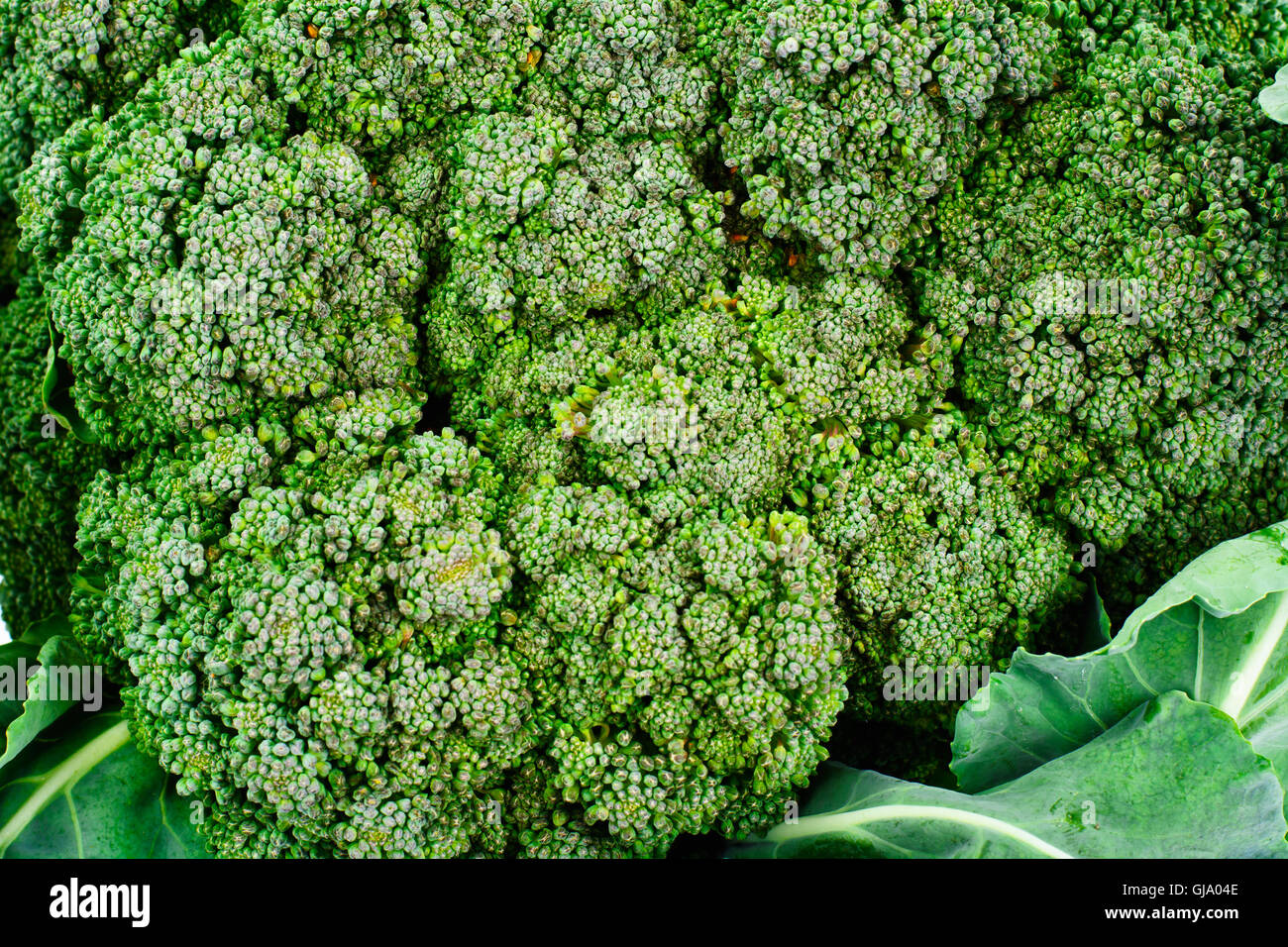 Fresh Juicy Green Broccoli on White Background Stock Photo - Alamy
