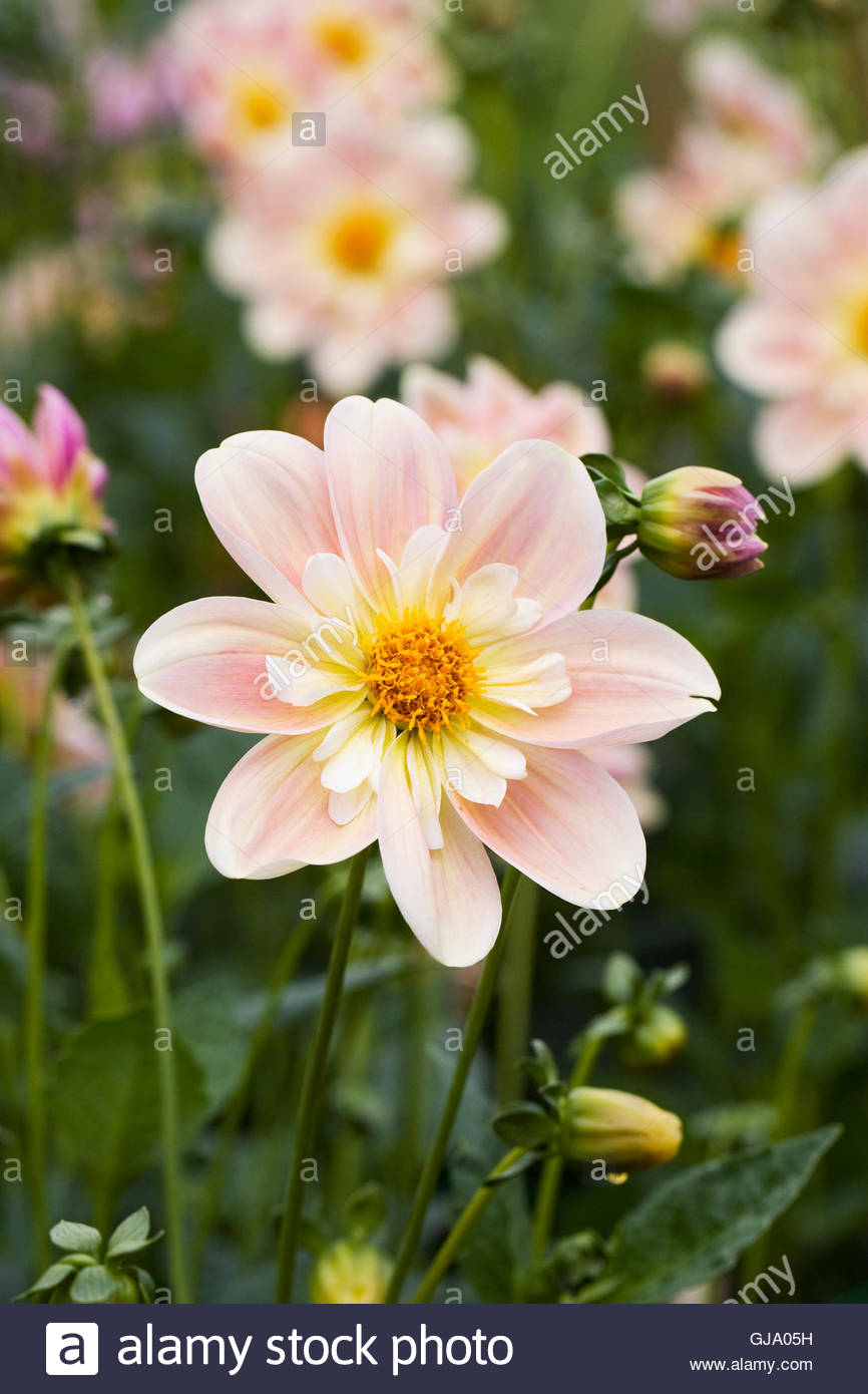 Dahlia Stock Photos & Dahlia Stock Images - Alamy