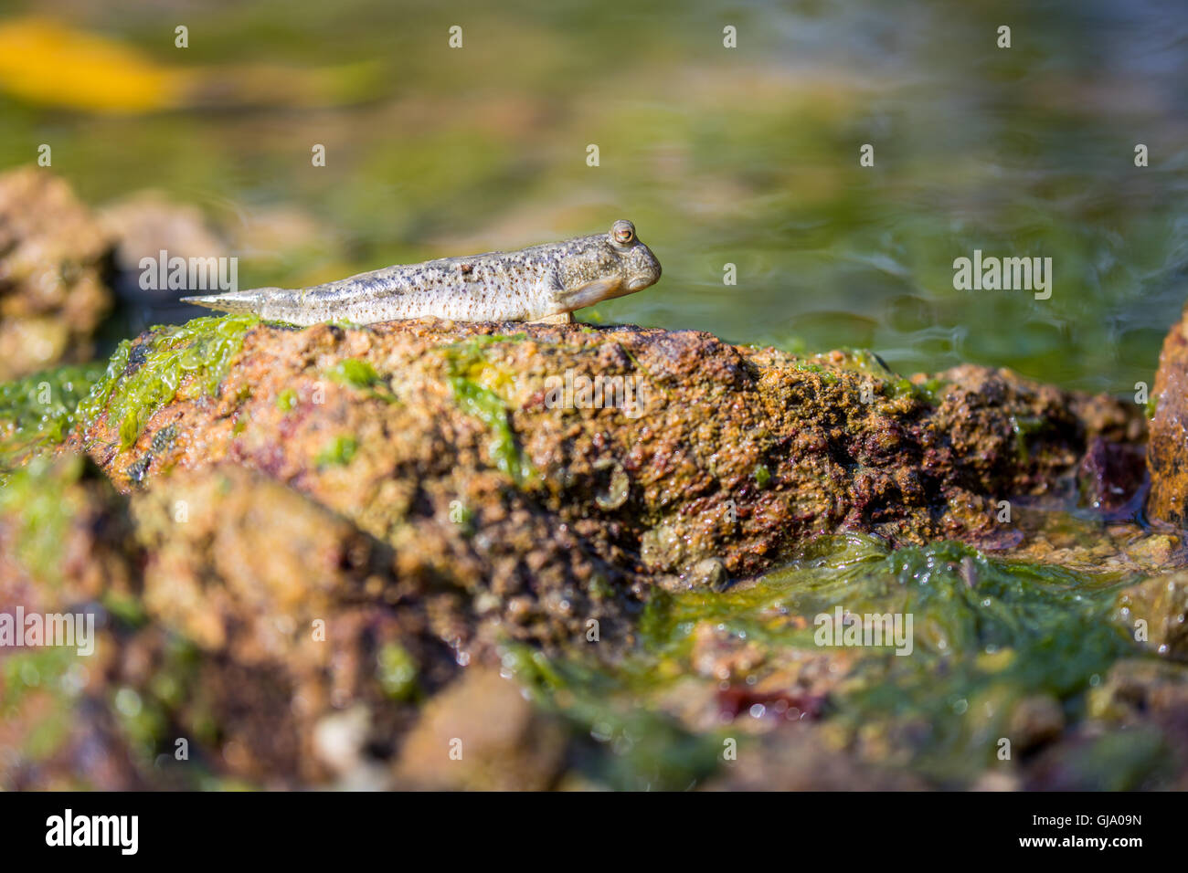 Mudskipper hong kong hi-res stock photography and images - Alamy