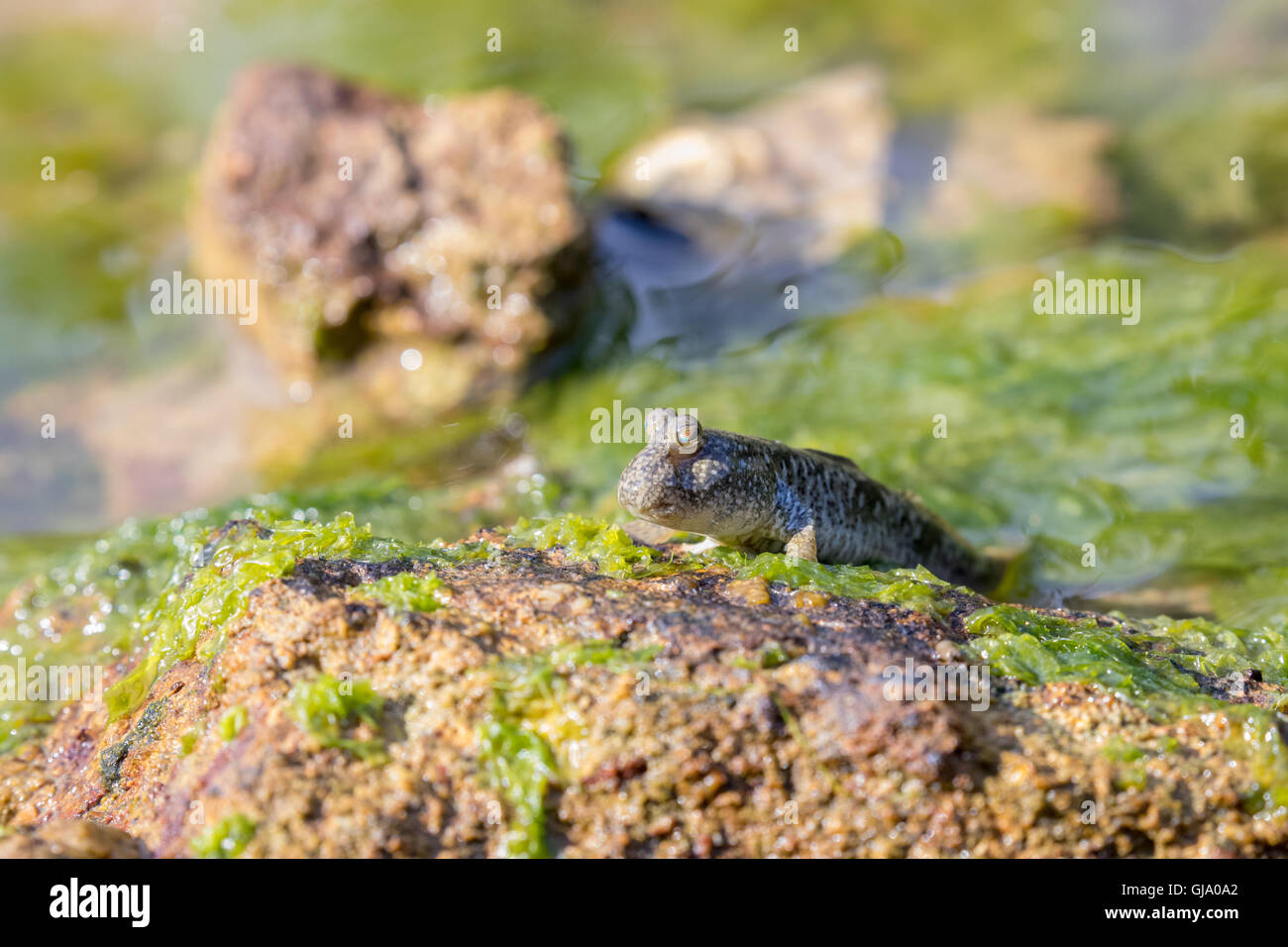 Mudskipper tree hi-res stock photography and images - Alamy