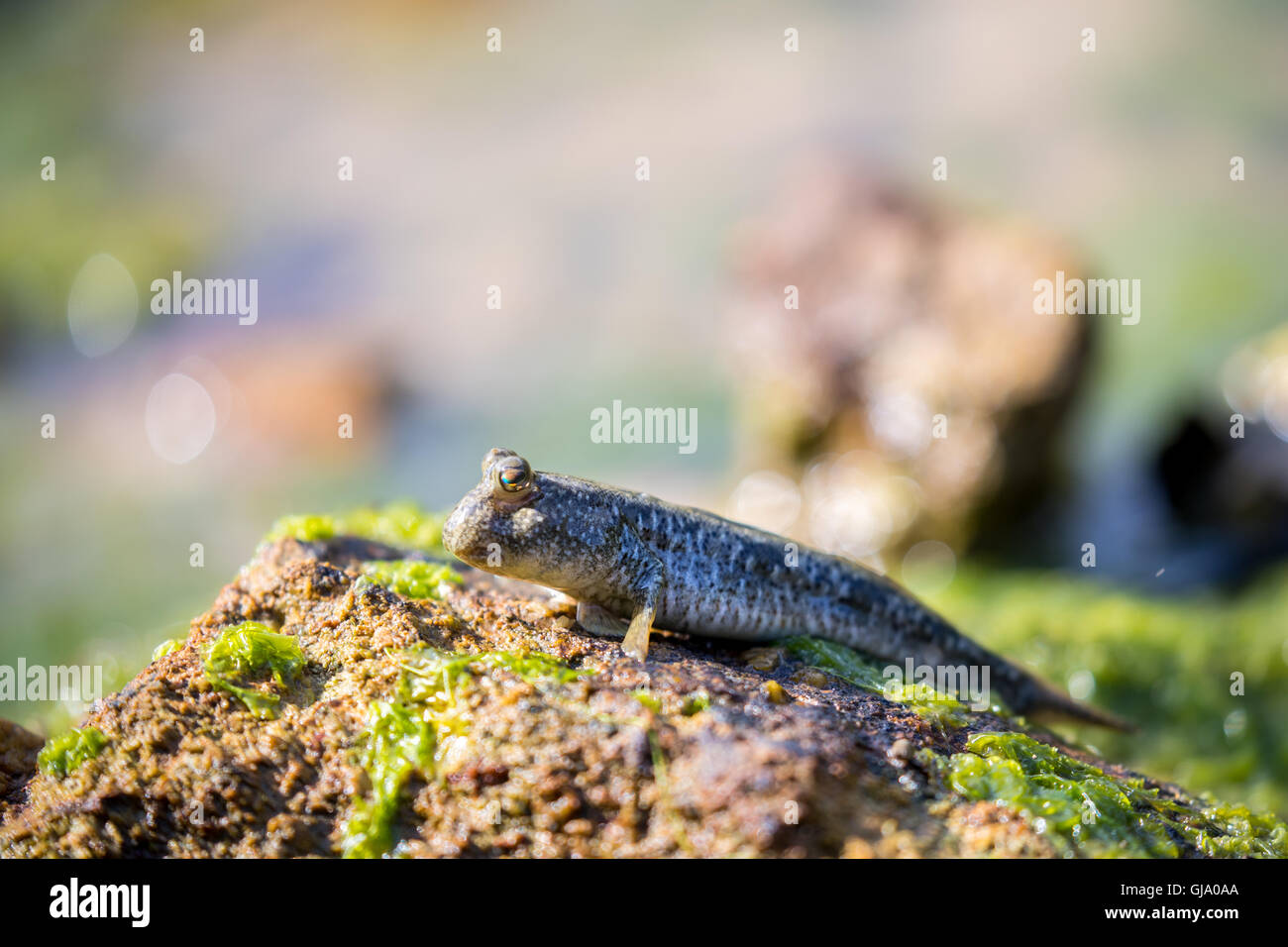 Mudskipper hong kong hi-res stock photography and images - Alamy