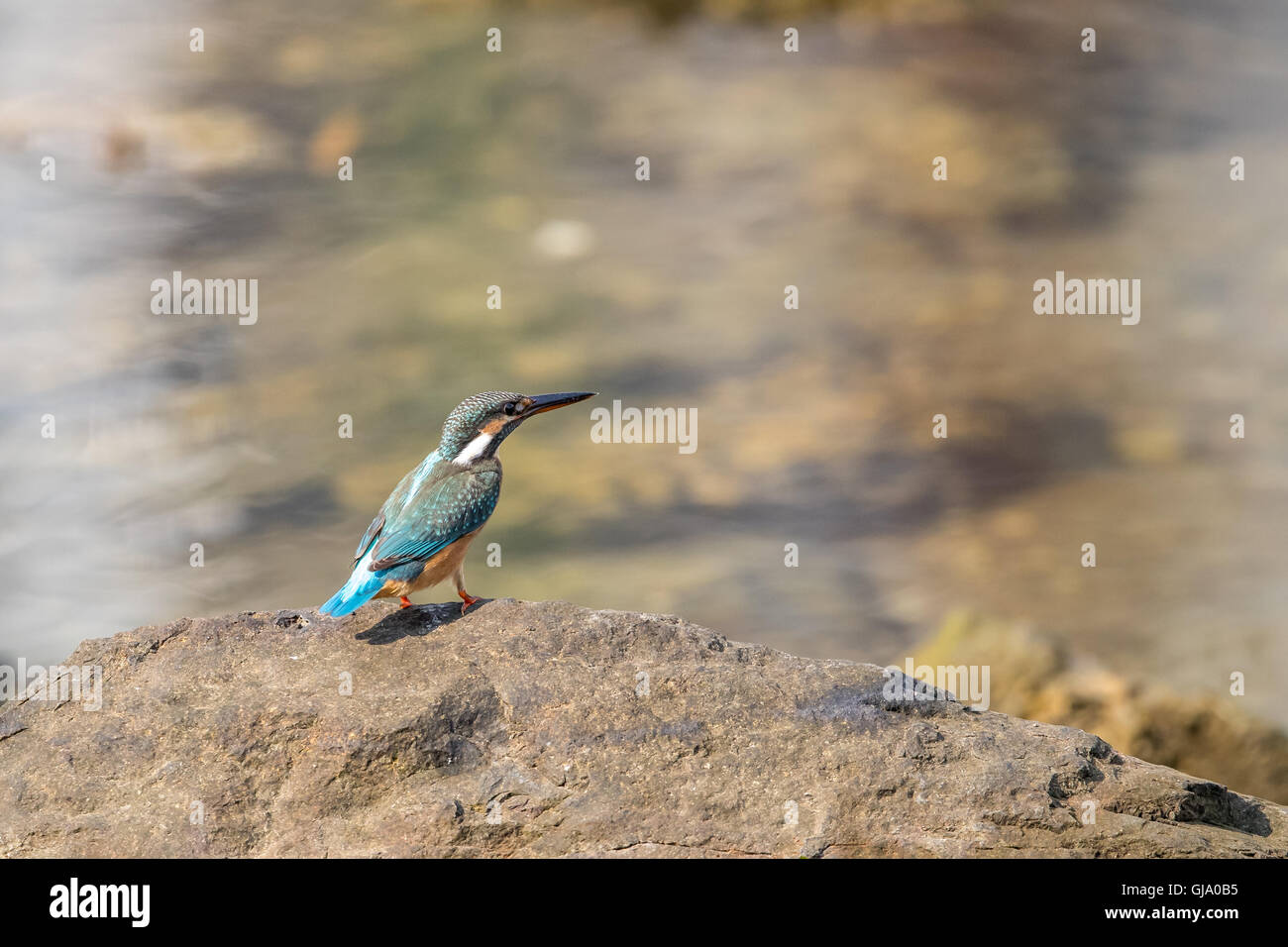 Kingfisher on rock hi-res stock photography and images - Alamy
