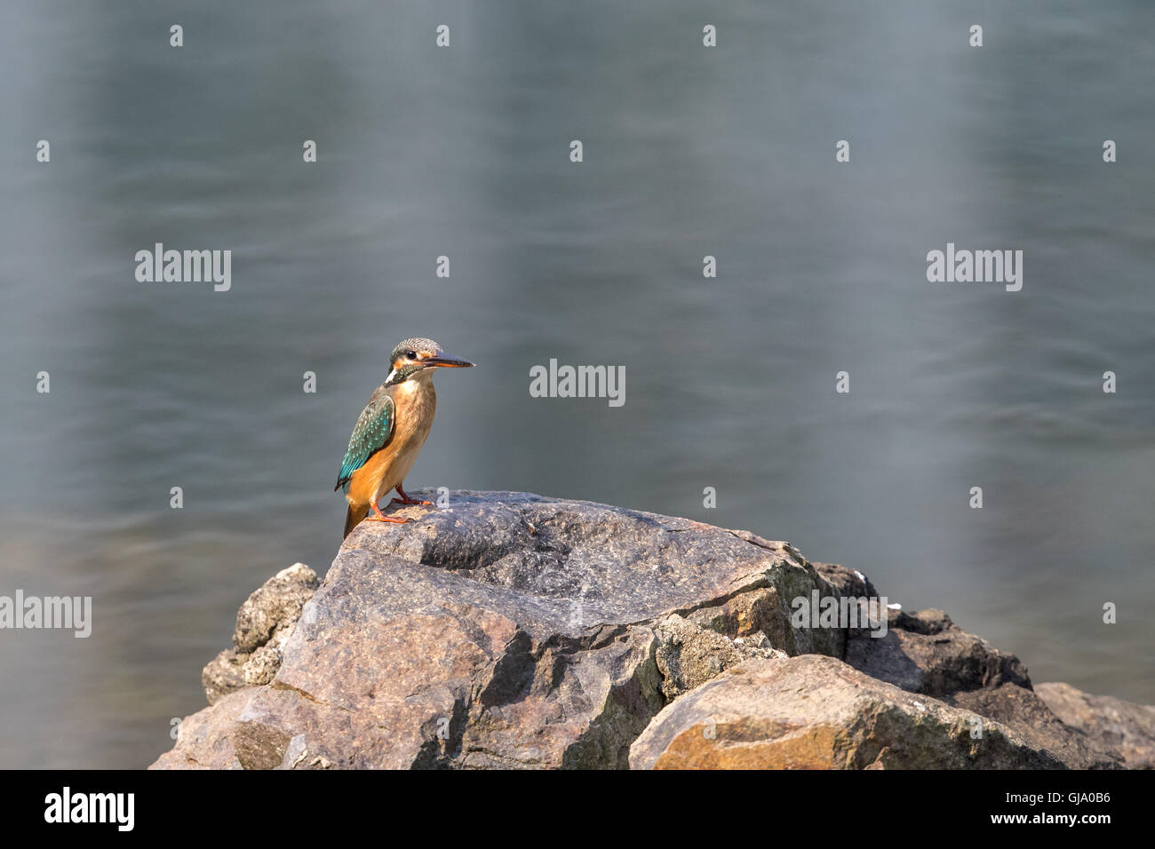 Common kingfisher hi-res stock photography and images - Alamy