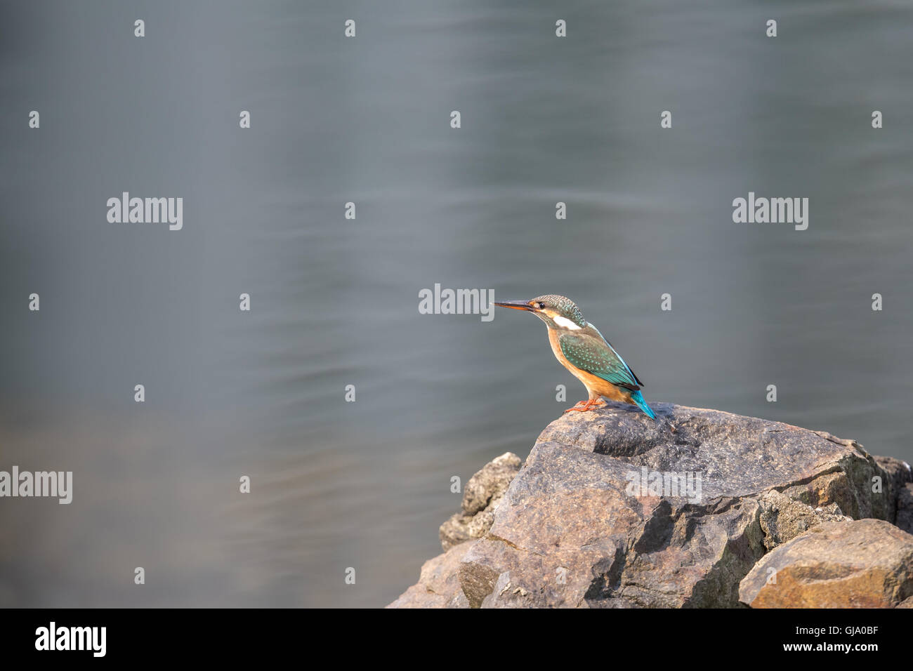Kingfisher on rock hi-res stock photography and images - Alamy