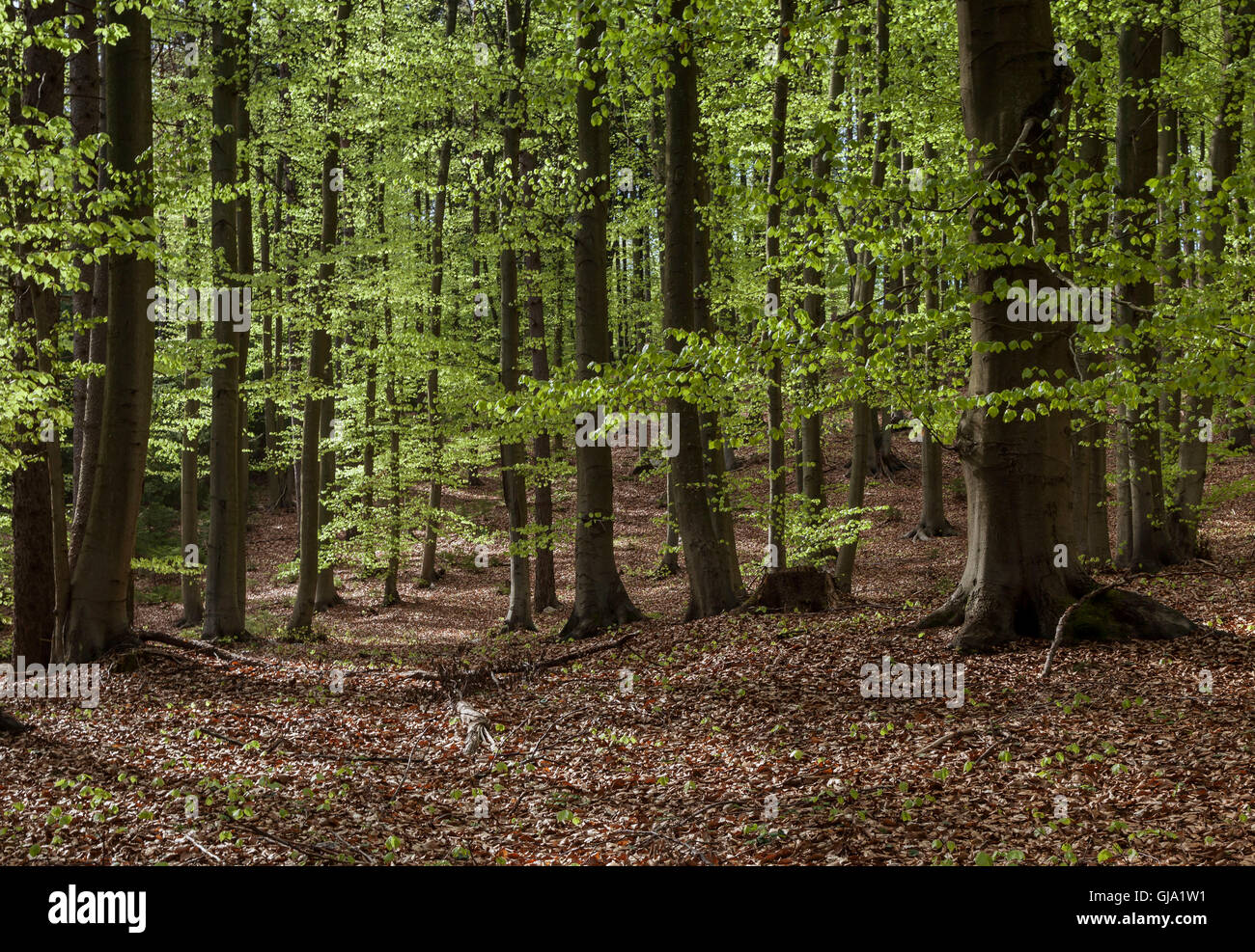 mountain forest in the spring Stock Photo - Alamy