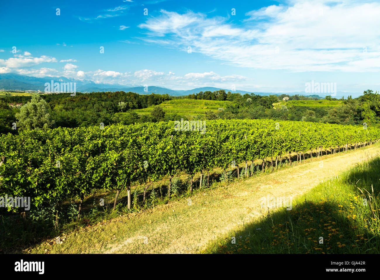 grapevine cultivation in the italian countryside in a stormy summer day ...