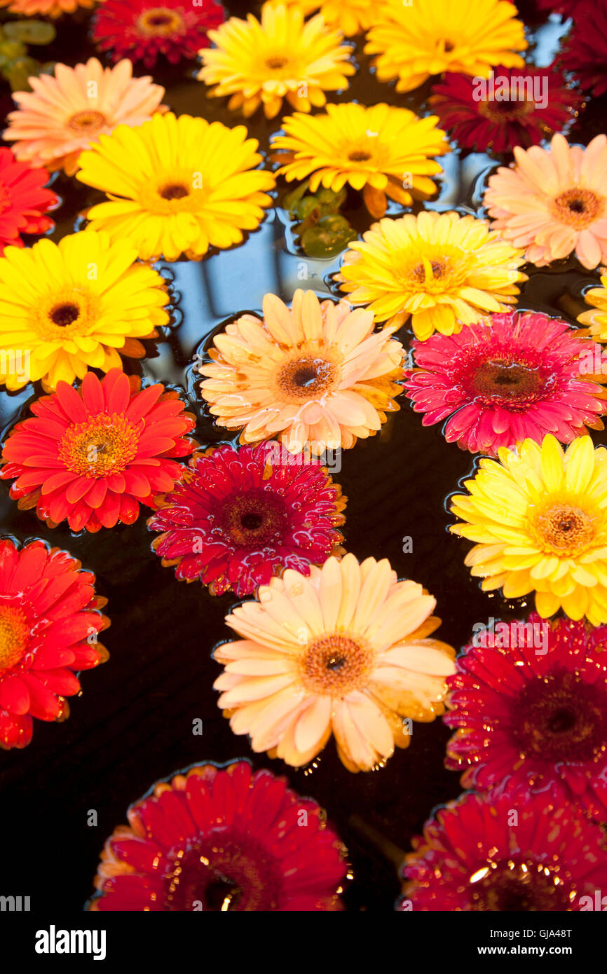 Plant, flowers, gerbera, water Stock Photo - Alamy