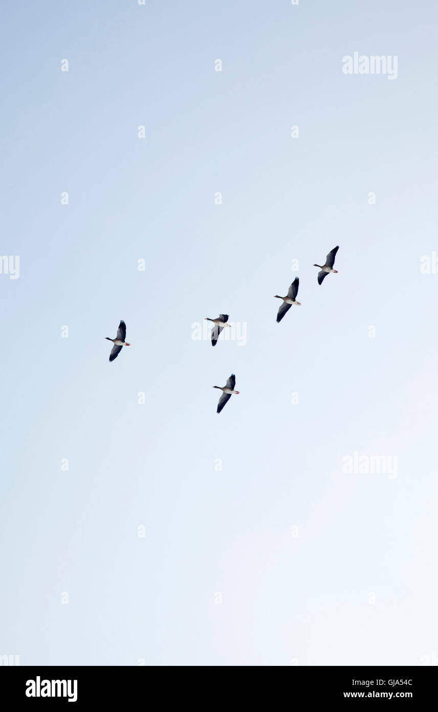 Flying birds in winter hi-res stock photography and images - Alamy