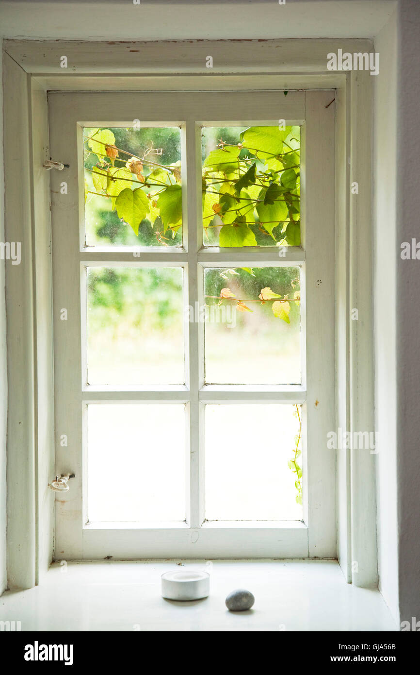 Window, vine leaves, transom window, plants Stock Photo - Alamy