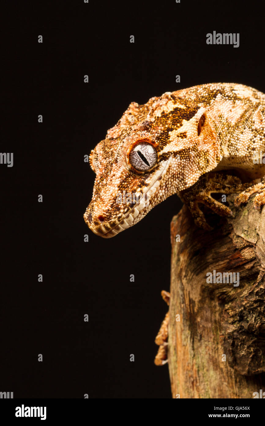 Gargoyle Gecko (Rhacodactylus auriculatus) in profile on a branch ...
