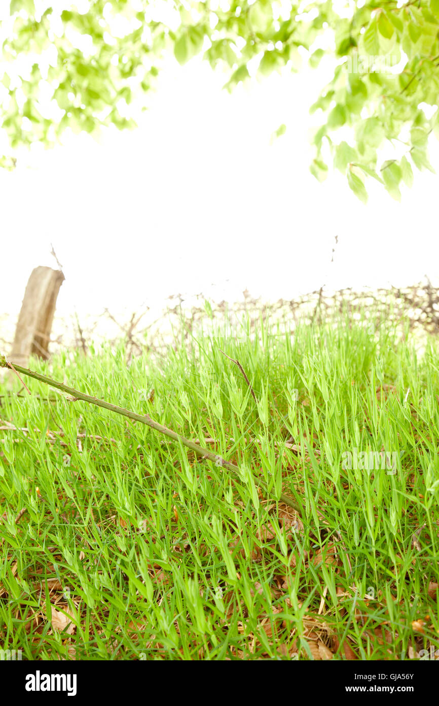 Spring, plants, grass, nature Stock Photo - Alamy
