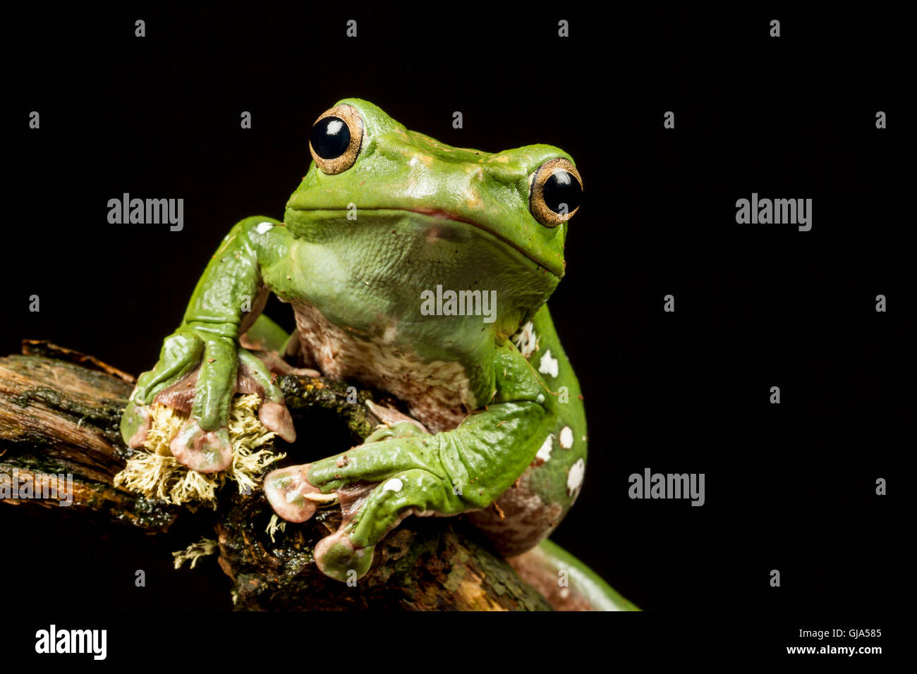 Vietnamese Blue (Gliding or Flying) Tree Frog (Polypedates dennysii) in ...