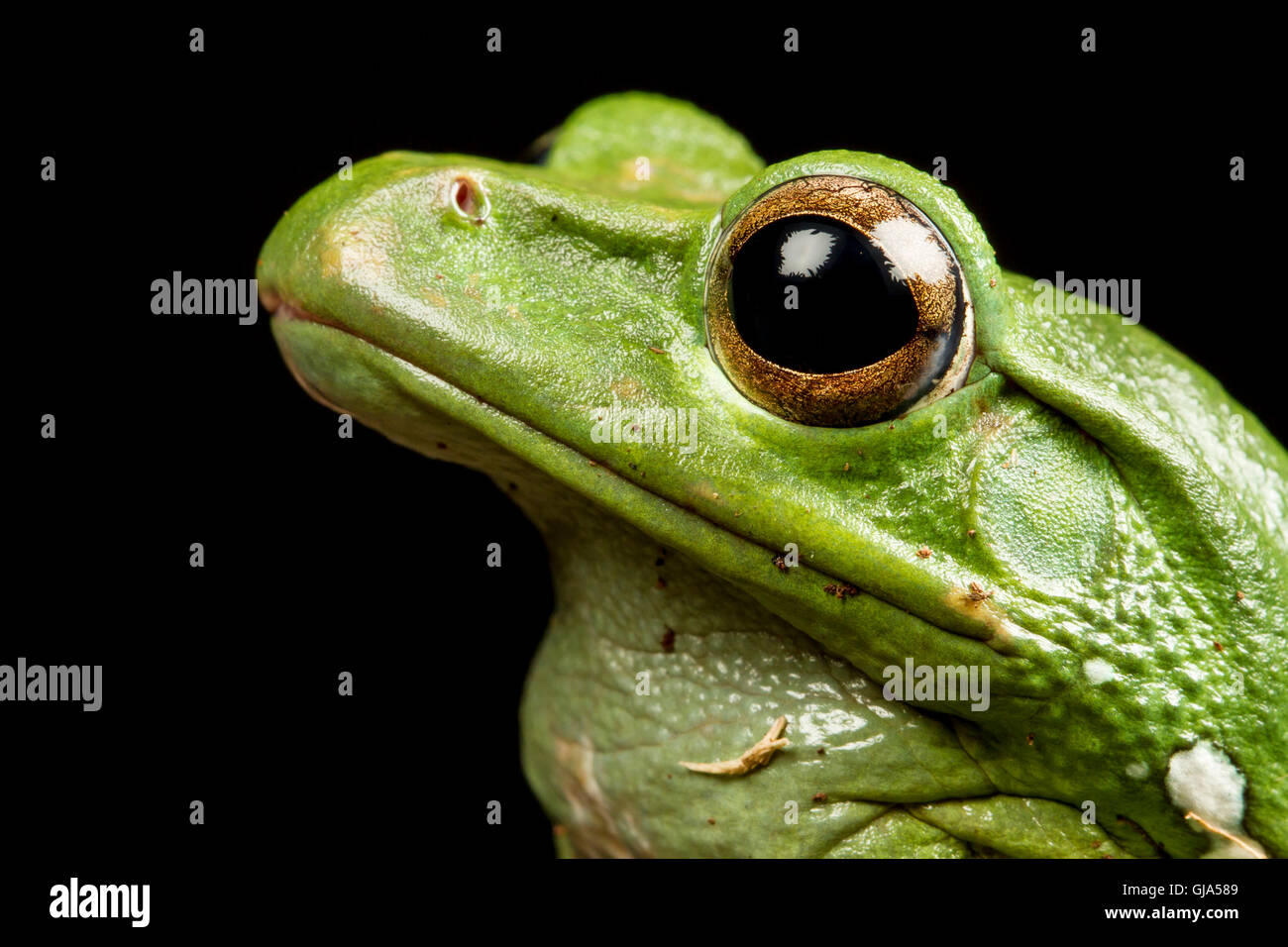 Vietnamese Blue (Gliding or Flying) Tree Frog (Polypedates dennysii ...