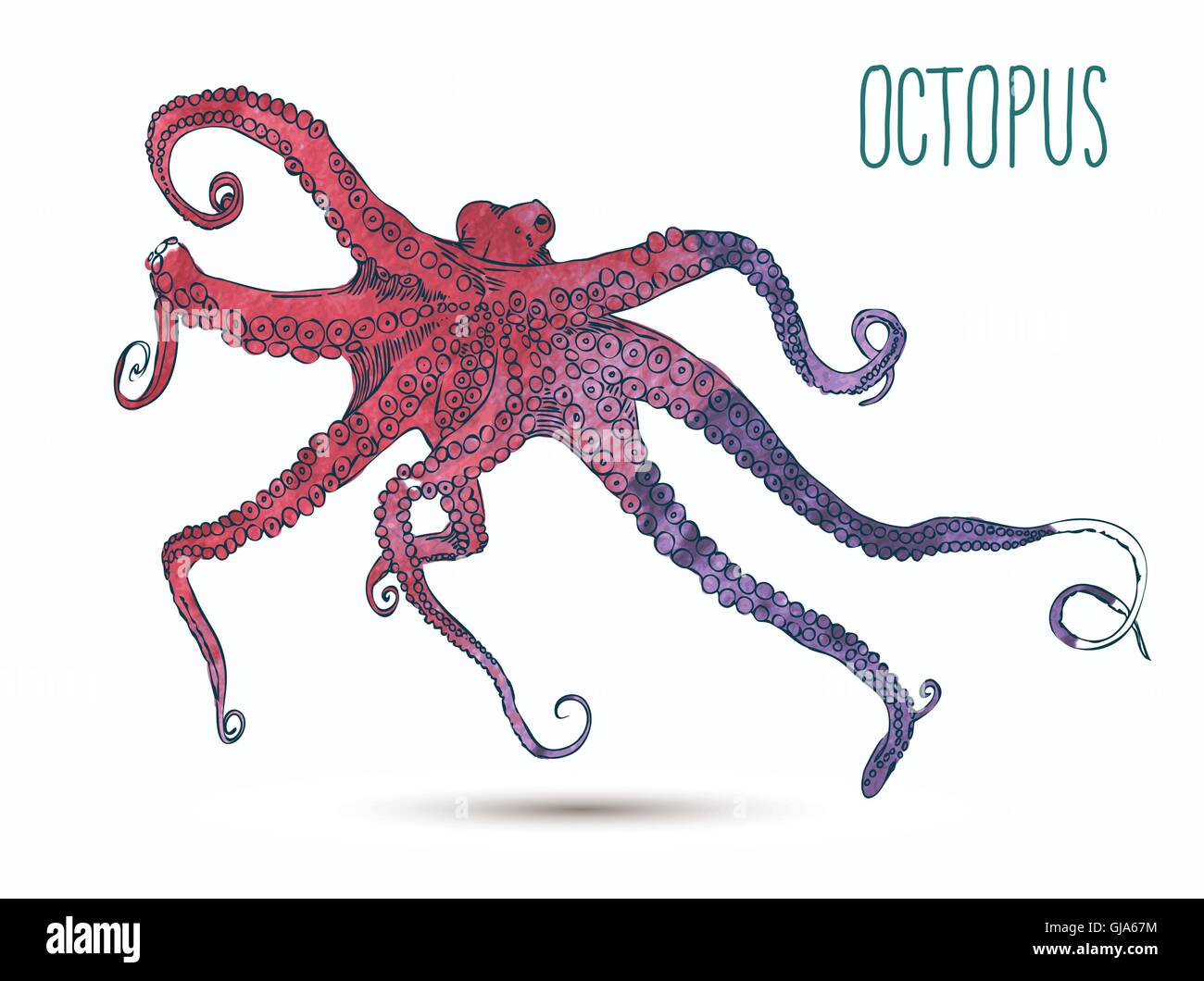 Vector illustration with octopus Stock Vector Image & Art - Alamy