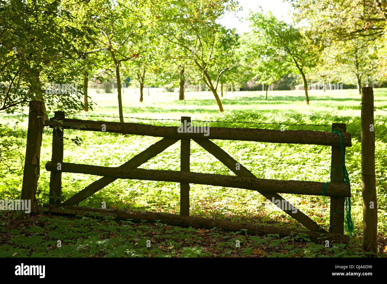 Summer, nature, meadow, gate Stock Photo - Alamy