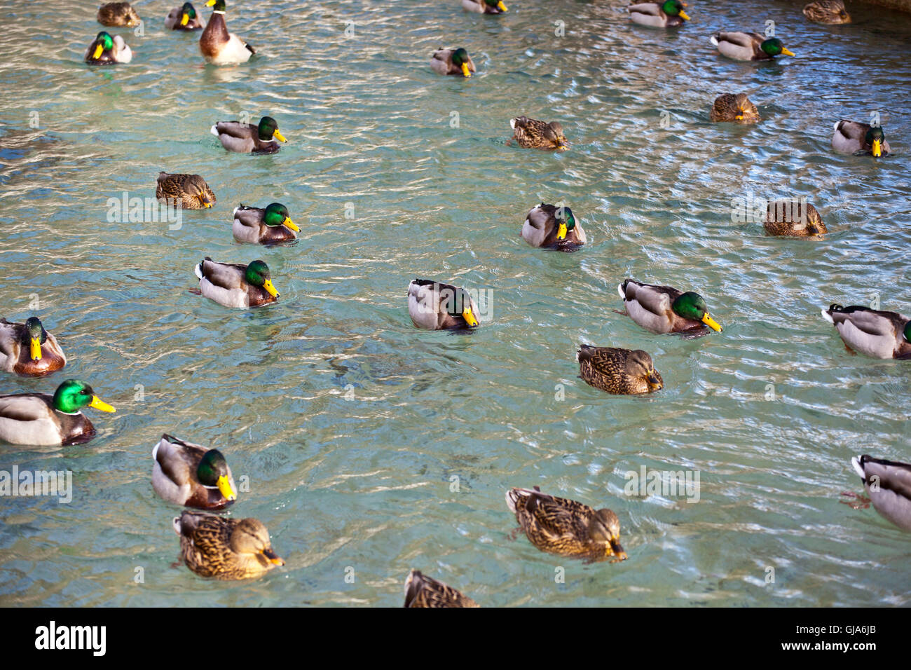 Group of mallards Stock Photo - Alamy