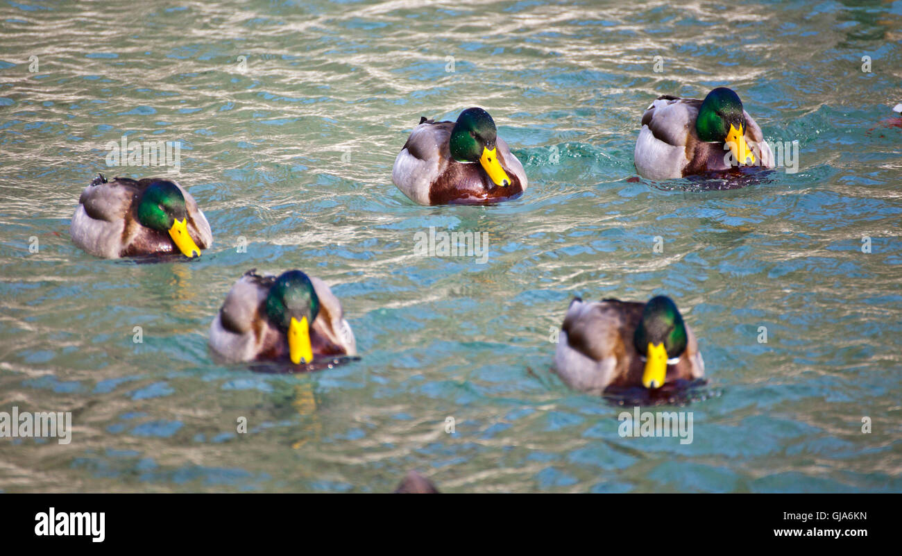 Five mallards hi-res stock photography and images - Alamy