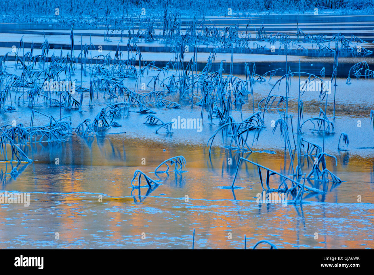 Reed and needle hi-res stock photography and images - Alamy