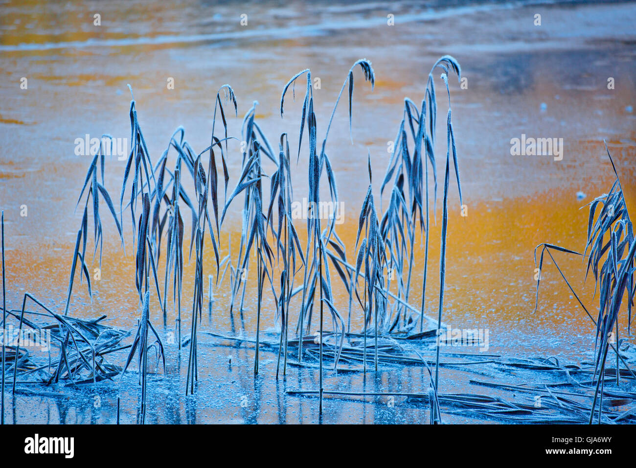 frost-covered reed in ice sheet Stock Photo - Alamy