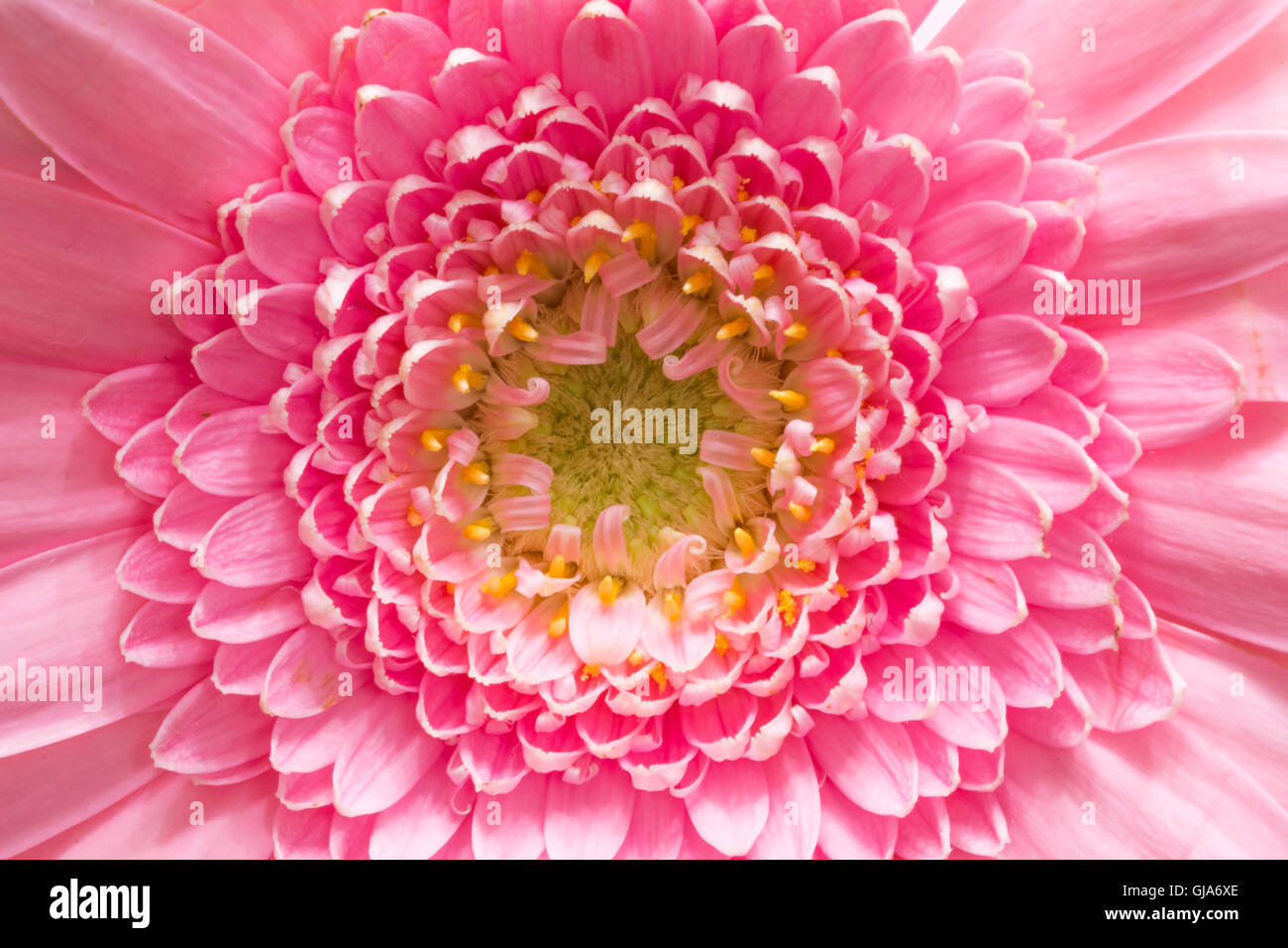 Sharp pink flower hi-res stock photography and images - Alamy