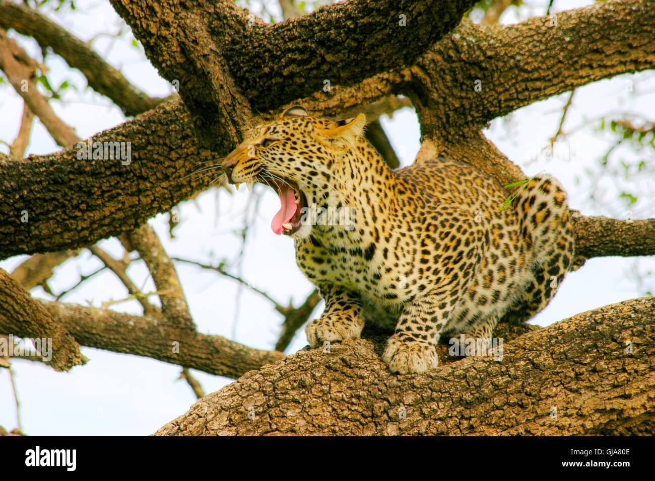 Leopard tree tanzania hi-res stock photography and images - Alamy