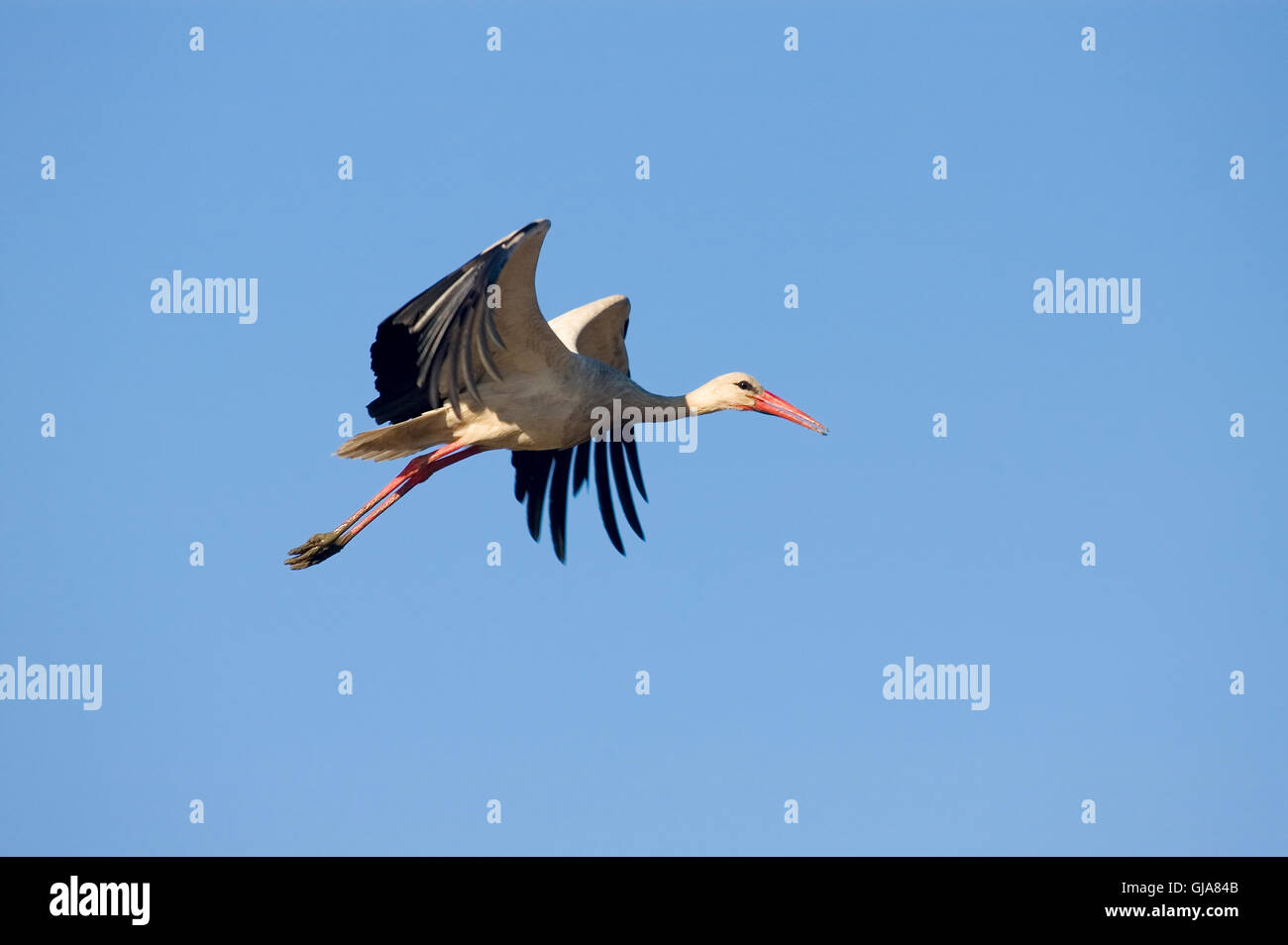 Israel, Coastal plains, White Stork (Ciconia ciconia) In flight Stock ...